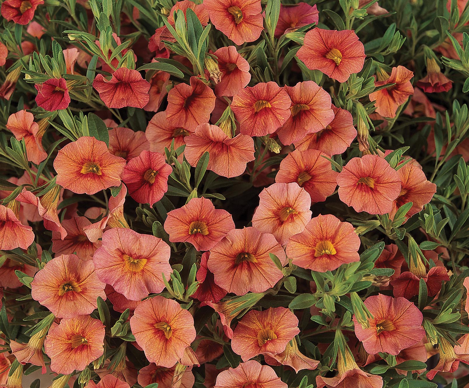 Calibrachoa ‘Cabaret Apricot’ « Primrose Cottage Nursery
