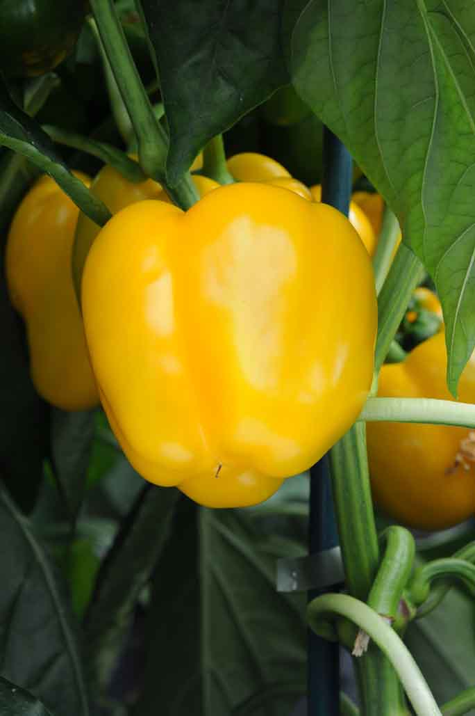 Capsicum Capino « Primrose Cottage Nursery