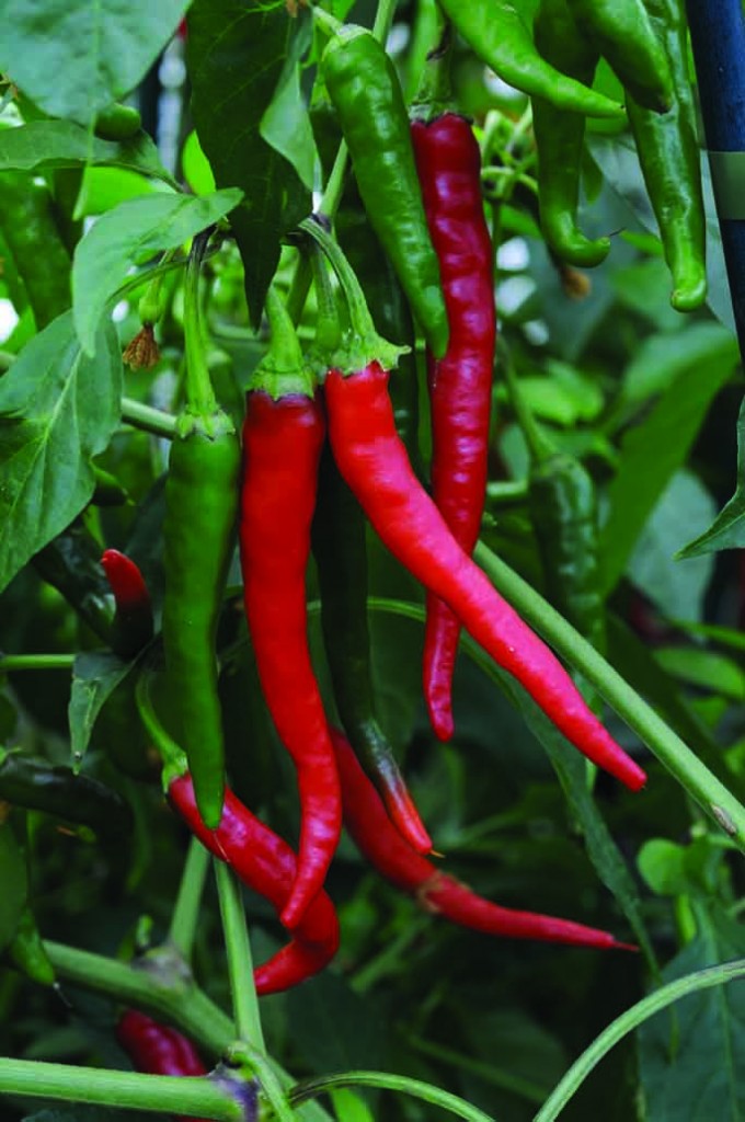 Capsicum Cayenne « Primrose Cottage Nursery