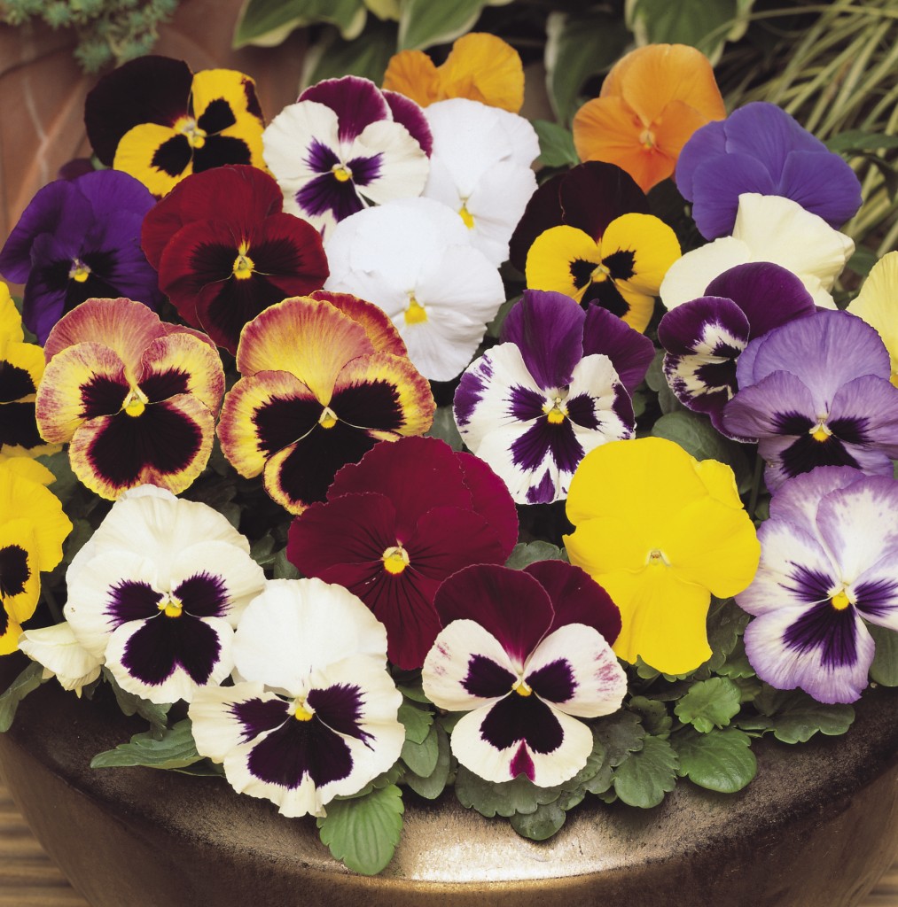 Pansy Matrix Mix « Primrose Cottage Nursery