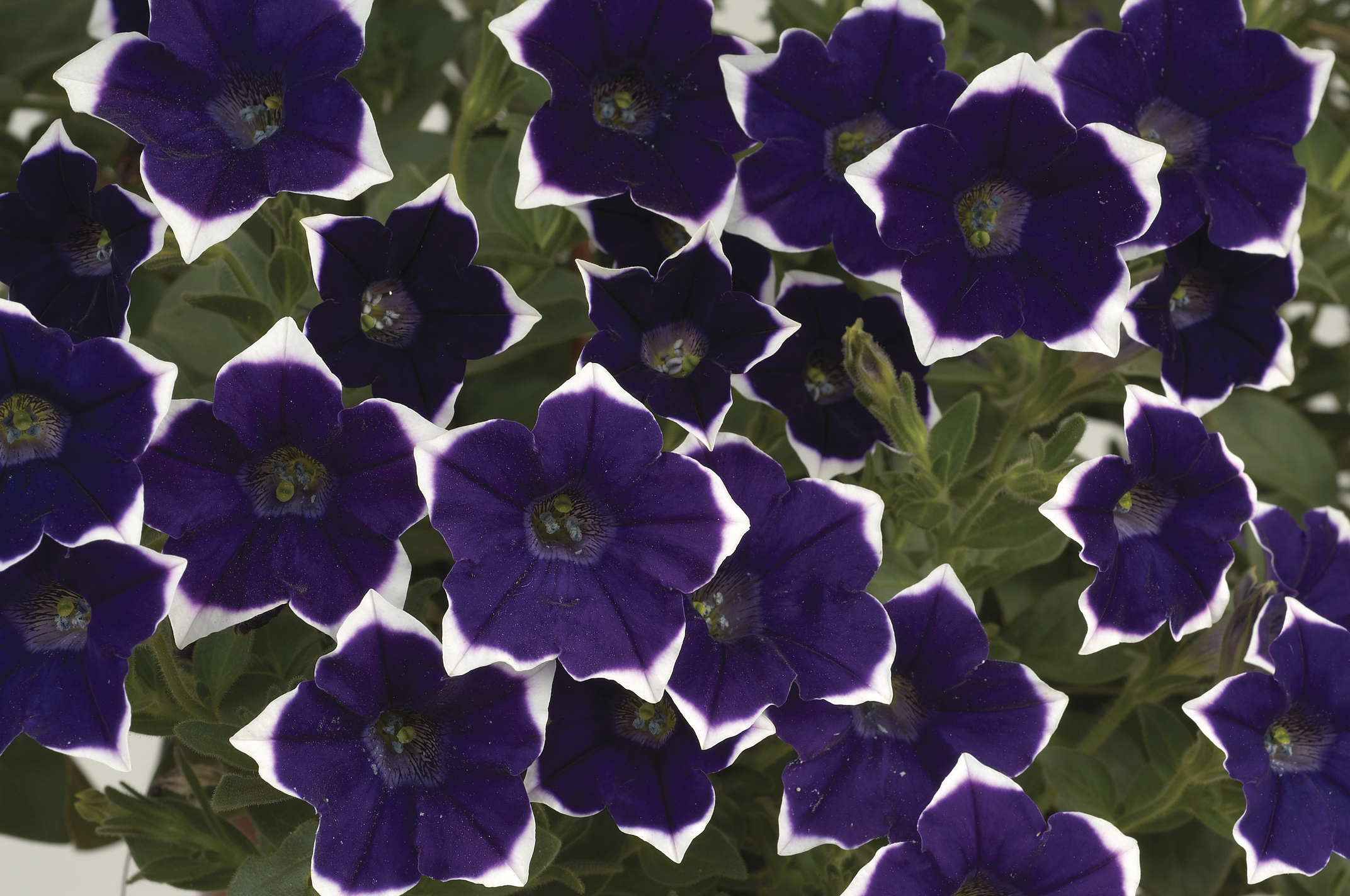 Petunia Cascadia Violet Rim « Primrose Cottage Nursery