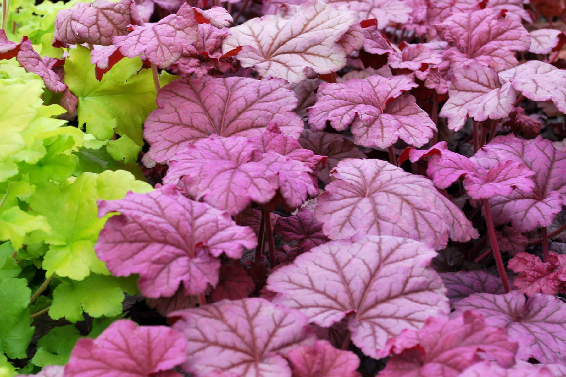 Heuchera ‘Berry Smoothie’ « Primrose Cottage Nursery