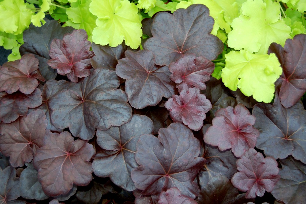 Heuchera ‘Obsidian’ « Primrose Cottage Nursery