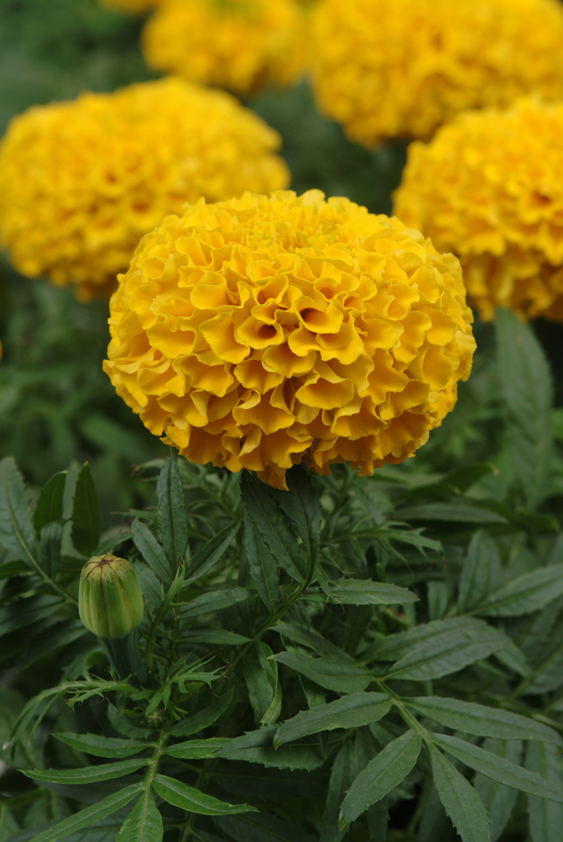 Marigold Taishan Gold « Primrose Cottage Nursery