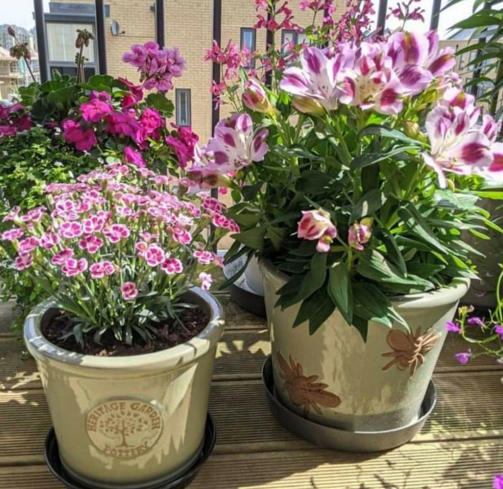 Pots, Pots, Pots « Primrose Cottage Nursery