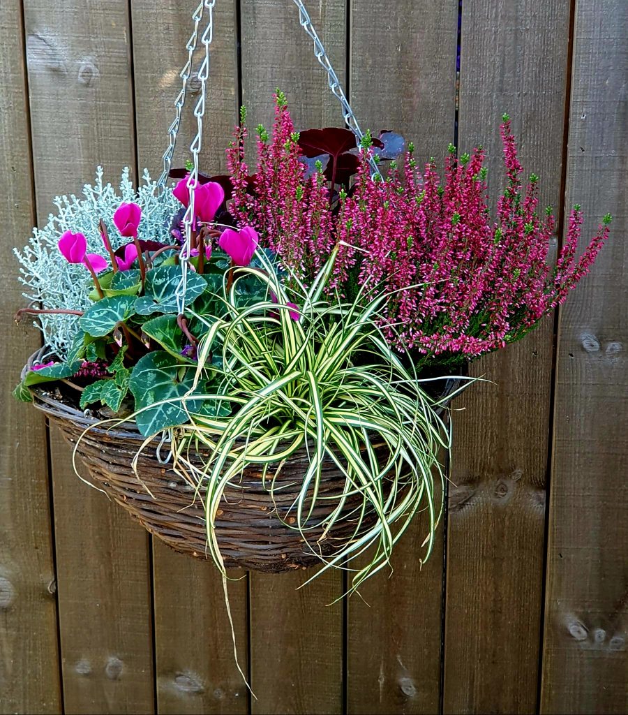Planted Pots & Hanging Baskets « Primrose Cottage Nursery